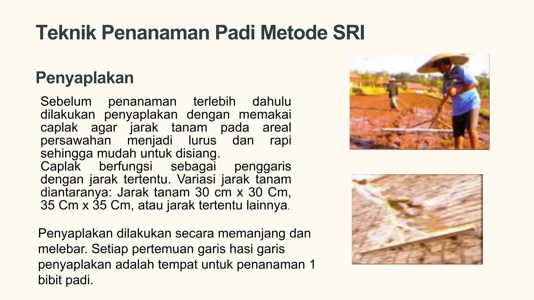 PPT budidaya pasi dengan menggunakan metode sri | PPTX