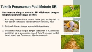 PPT budidaya pasi dengan menggunakan metode sri | PPTX