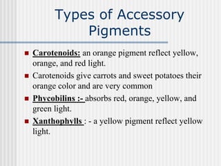 What Are Pigments In Photosynthesis