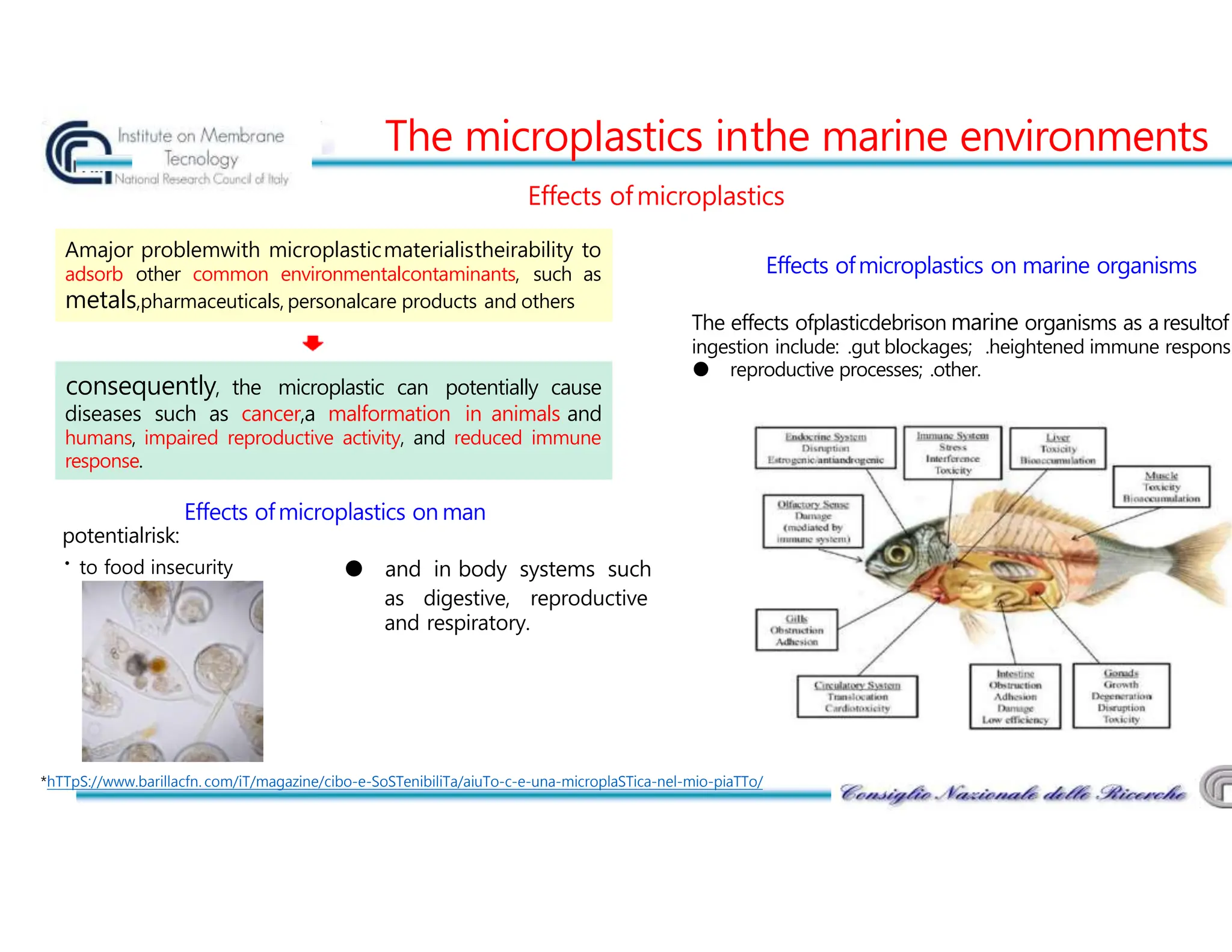 ppt microplastiche ALBERTO FIGOLI as it.pptx