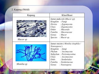 MIKOLOGI | PPTX