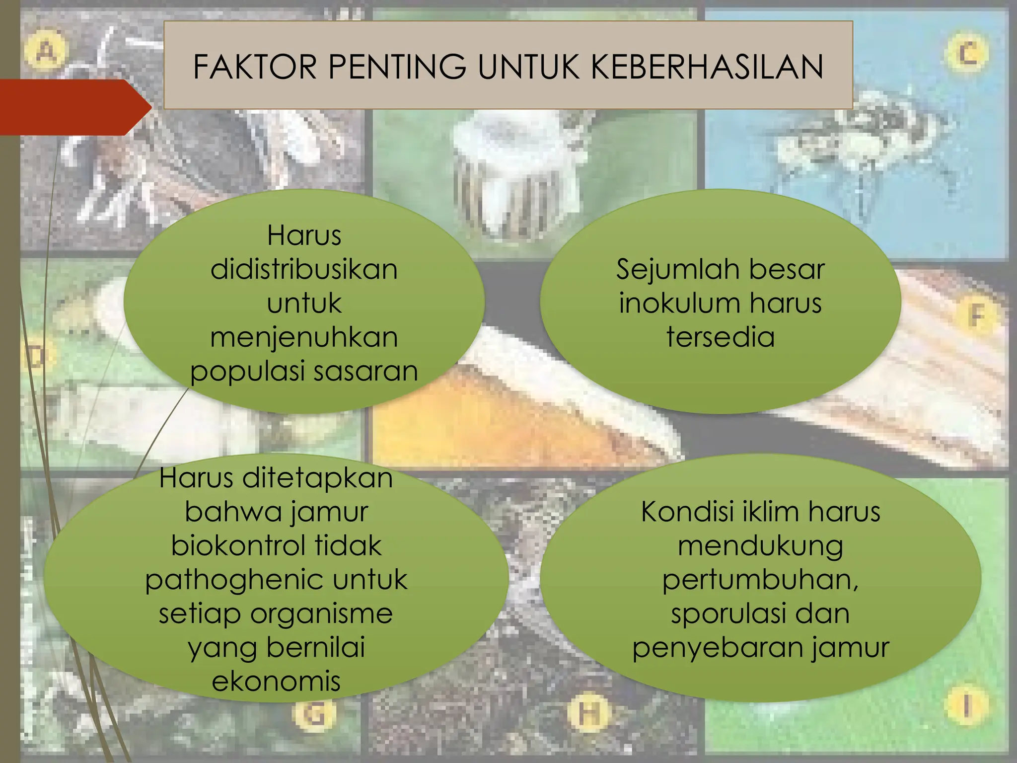 PPT MIKOLOGIiiiiiiiiiiiiiiiiiiiiiiiiiiiiiiiiiiiii ..pptx