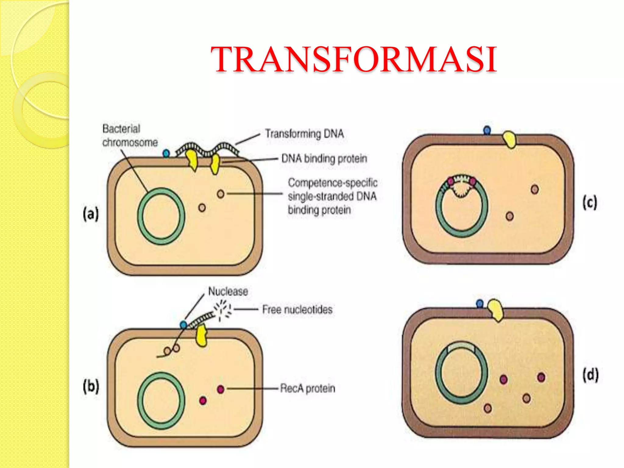 Ppt mikrobiologi | PPTX