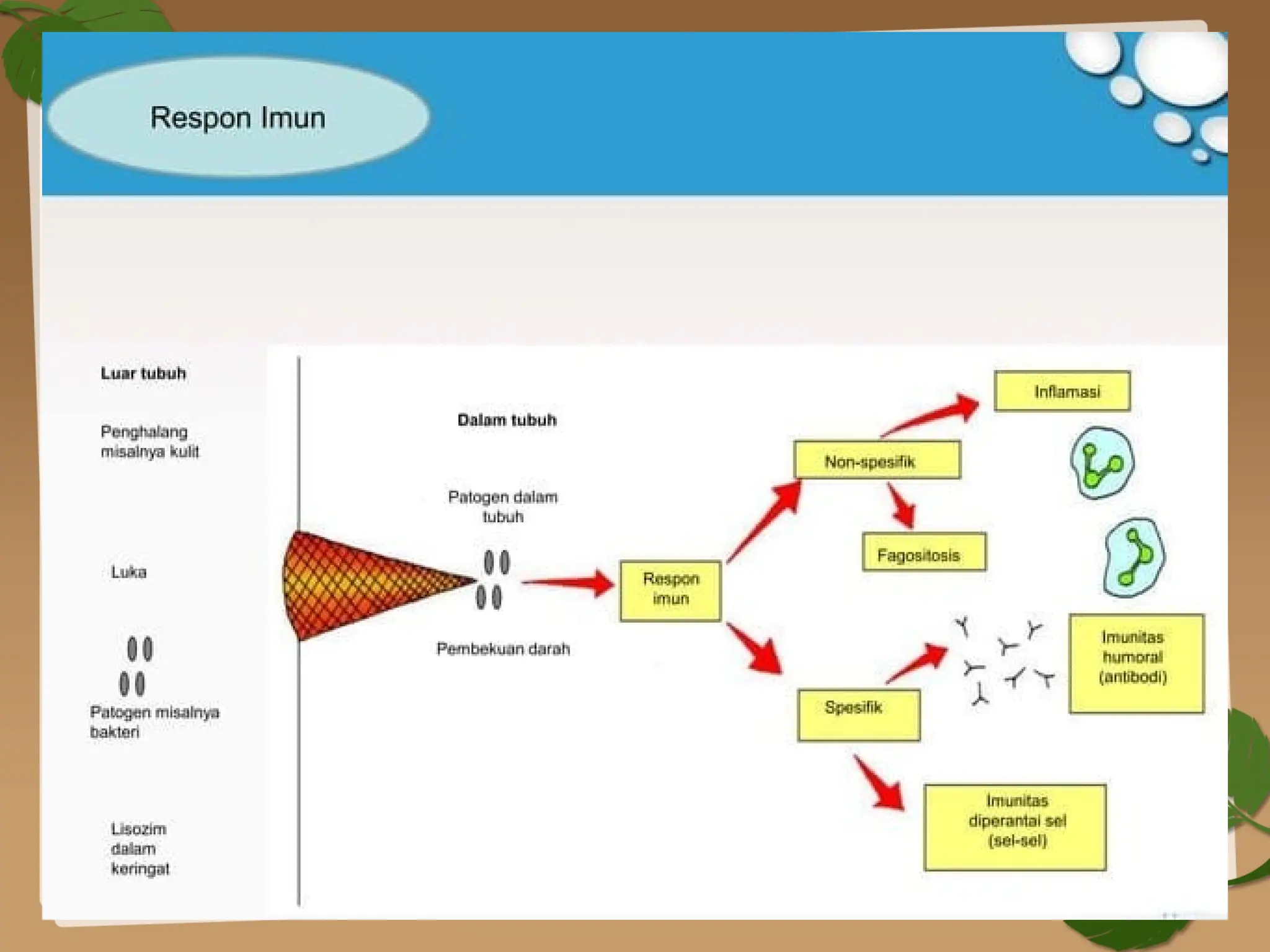 ppt mikrobiologi hubungan flora normal dan sistem imun dalam tubuh .pptx