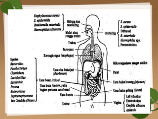 ppt mikrobiologi hubungan flora normal dan sistem imun dalam tubuh .pptx