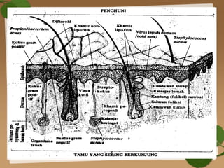 ppt mikrobiologi hubungan flora normal dan sistem imun dalam tubuh .pptx