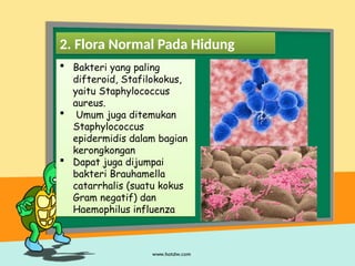 ppt mikrobiologi hubungan flora normal dan sistem imun dalam tubuh .pptx