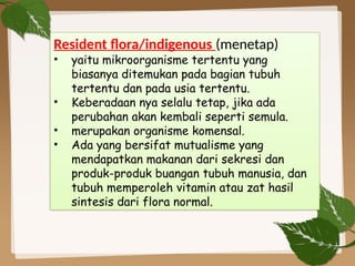 ppt mikrobiologi hubungan flora normal dan sistem imun dalam tubuh .pptx