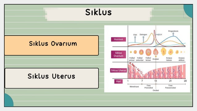 PPT SIKLUS MENSTRUASI Mata Kuliah Biologi Reproduksi | PPT