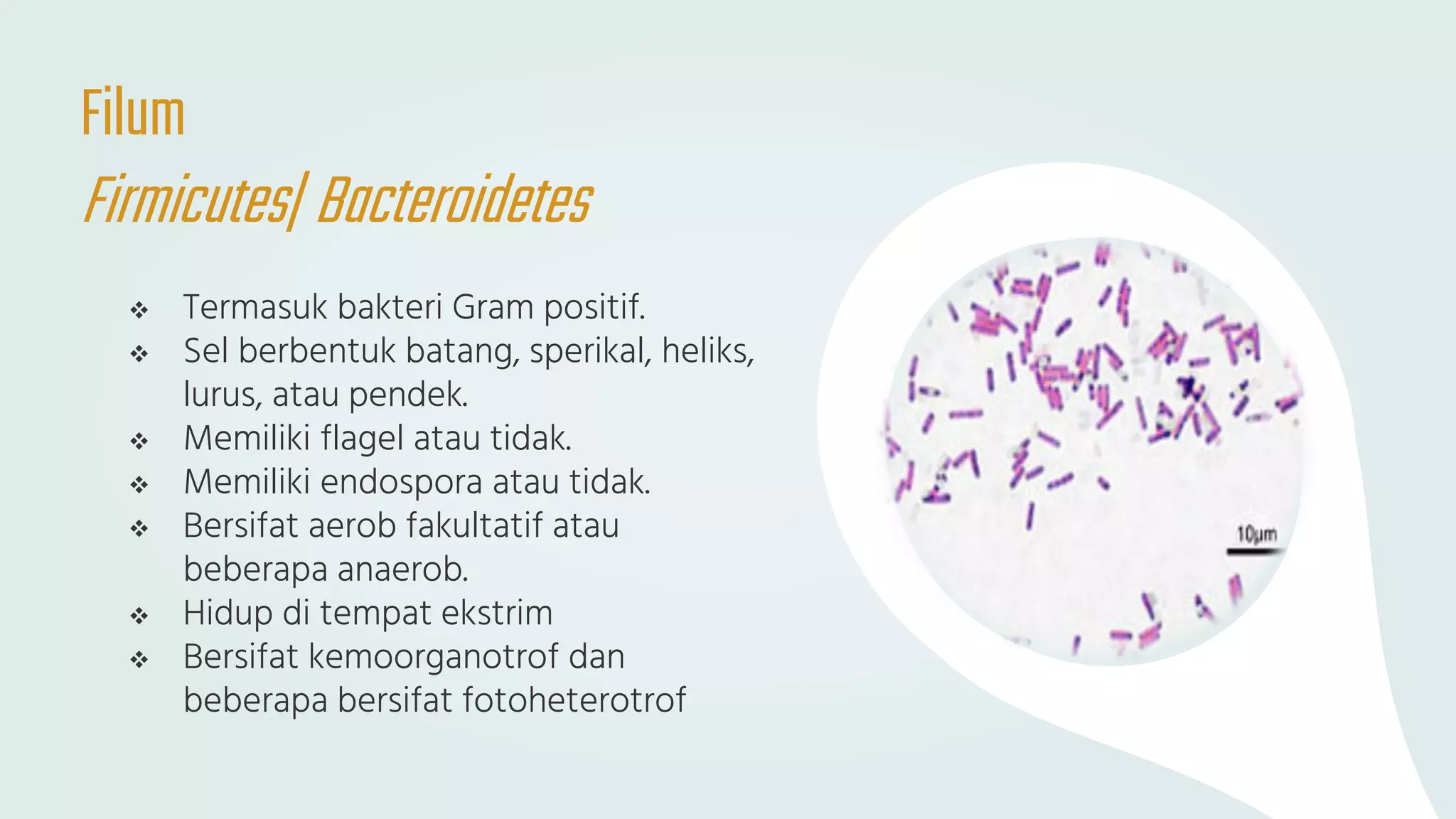 Eubacteria Gram Positif | PDF