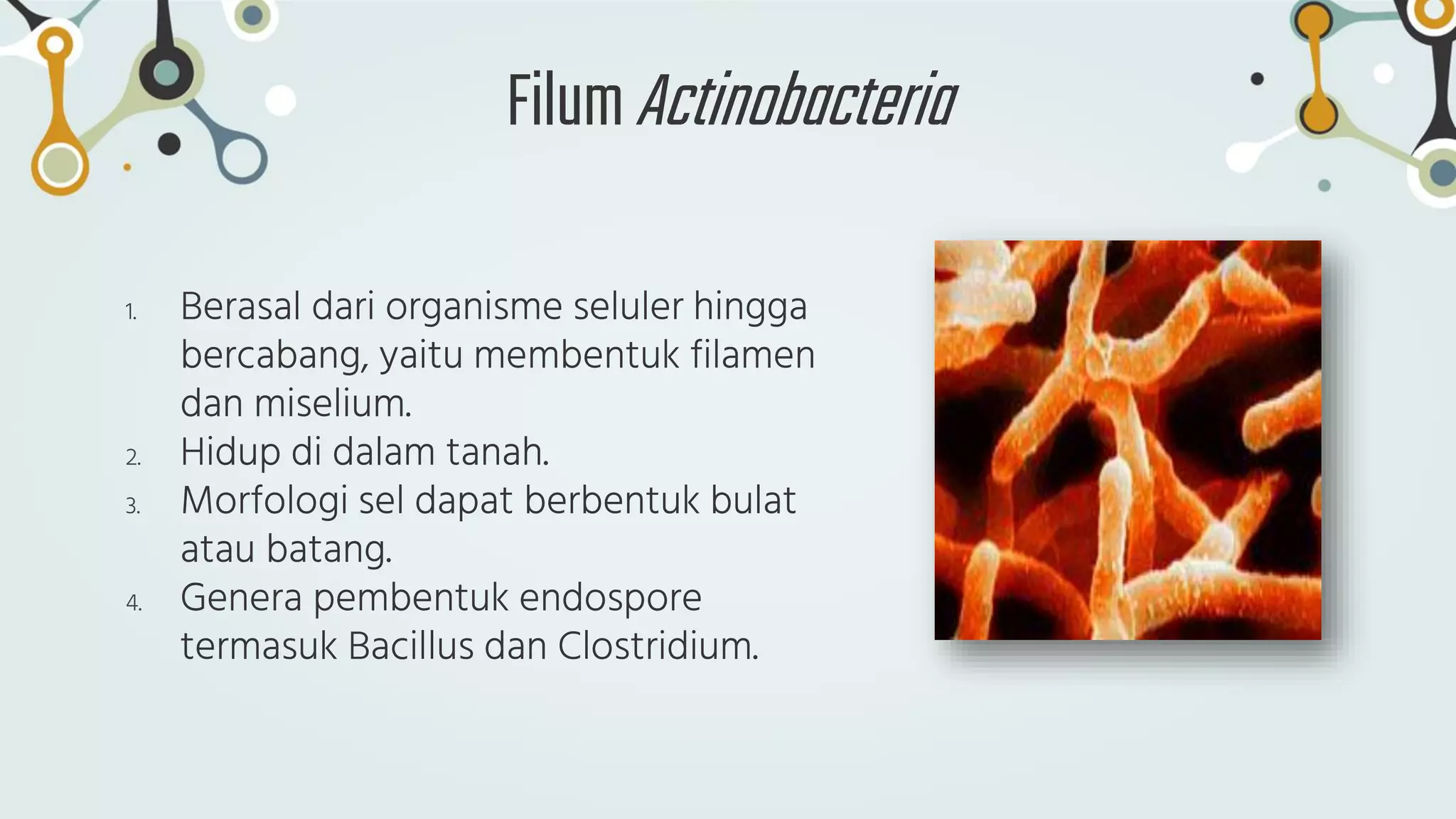 Eubacteria Gram Positif | PDF