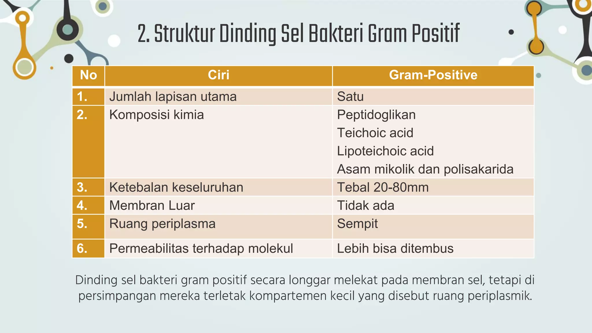 Eubacteria Gram Positif | PDF
