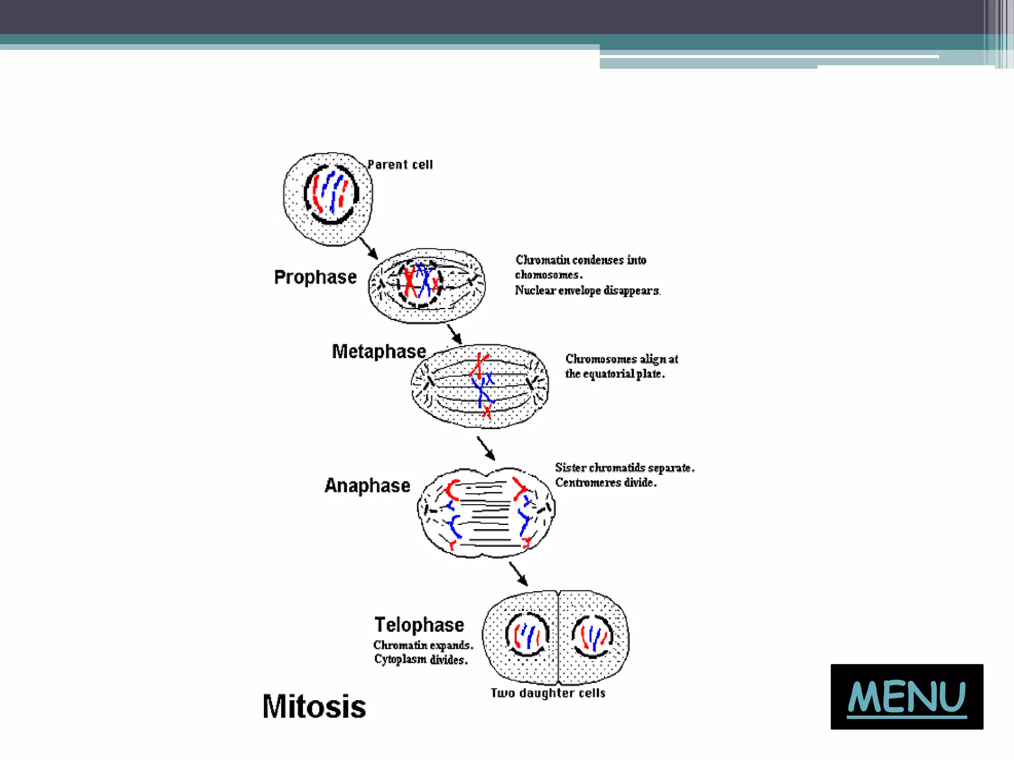 Ppt miosis mitosis | PPT