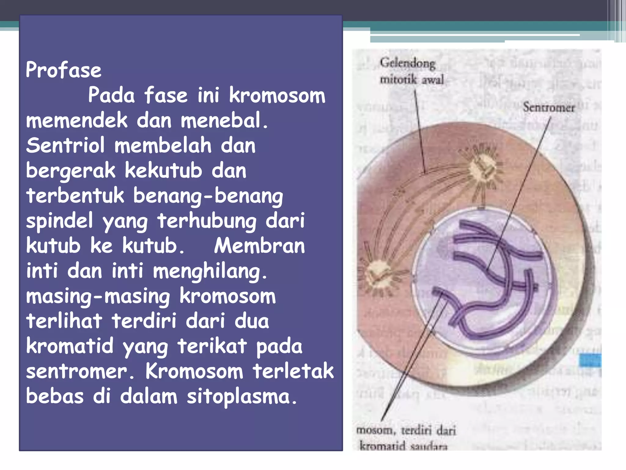 Ppt miosis mitosis | PPT
