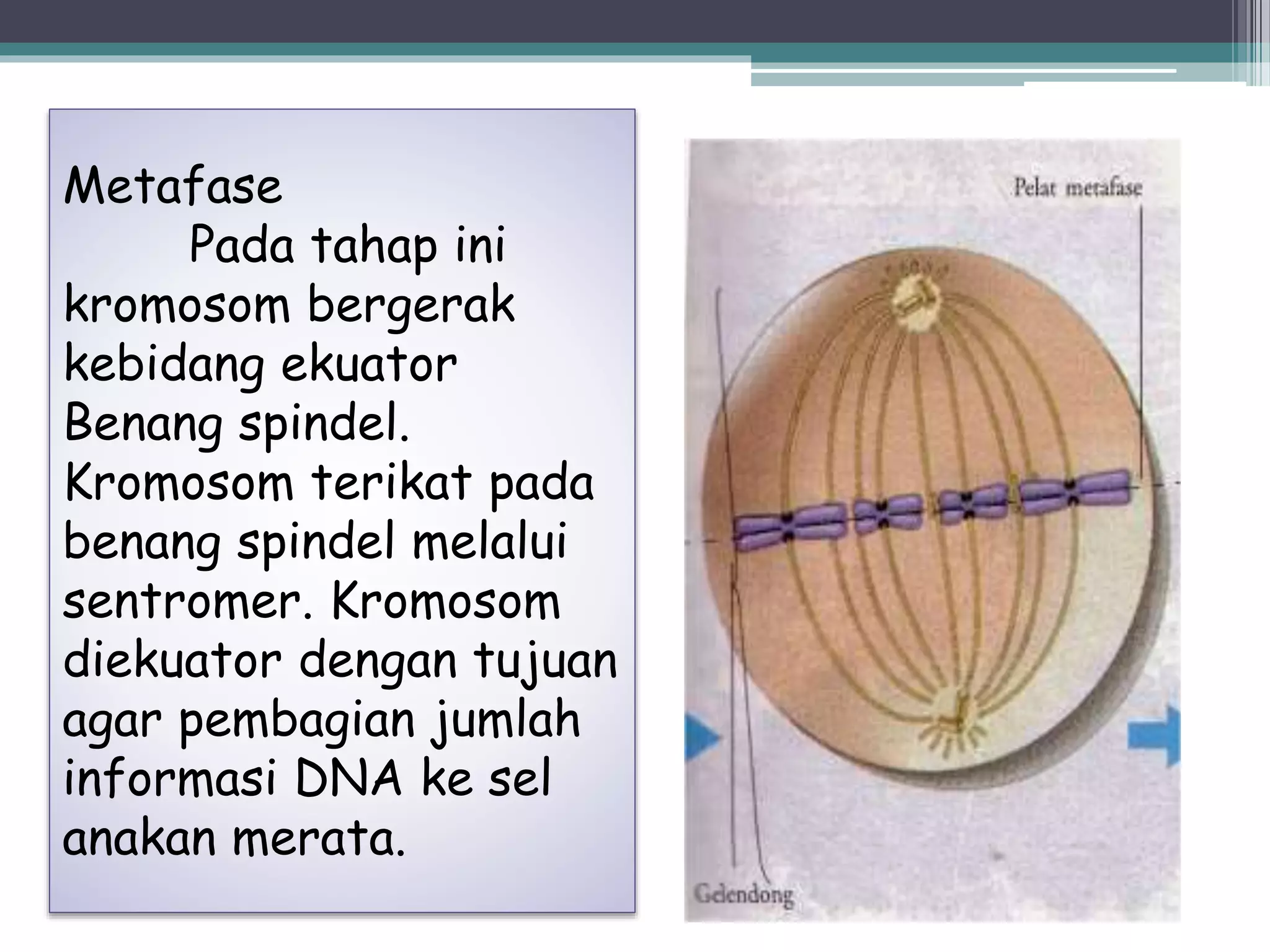 Ppt miosis mitosis | PPT