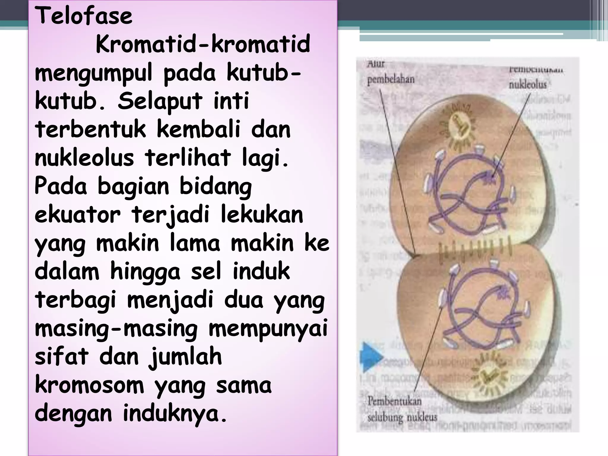 Ppt miosis mitosis | PPT