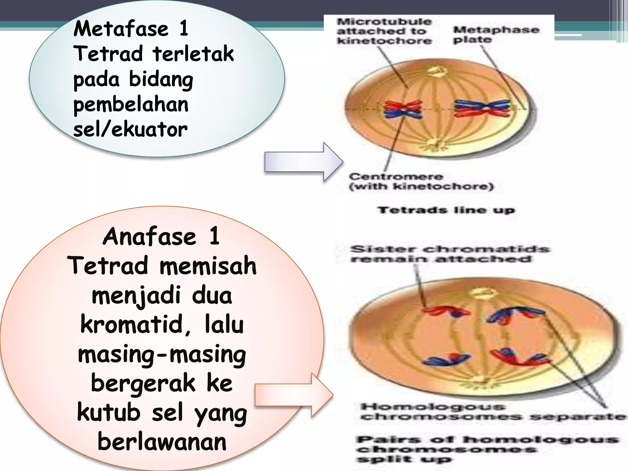 Ppt miosis mitosis | PPT