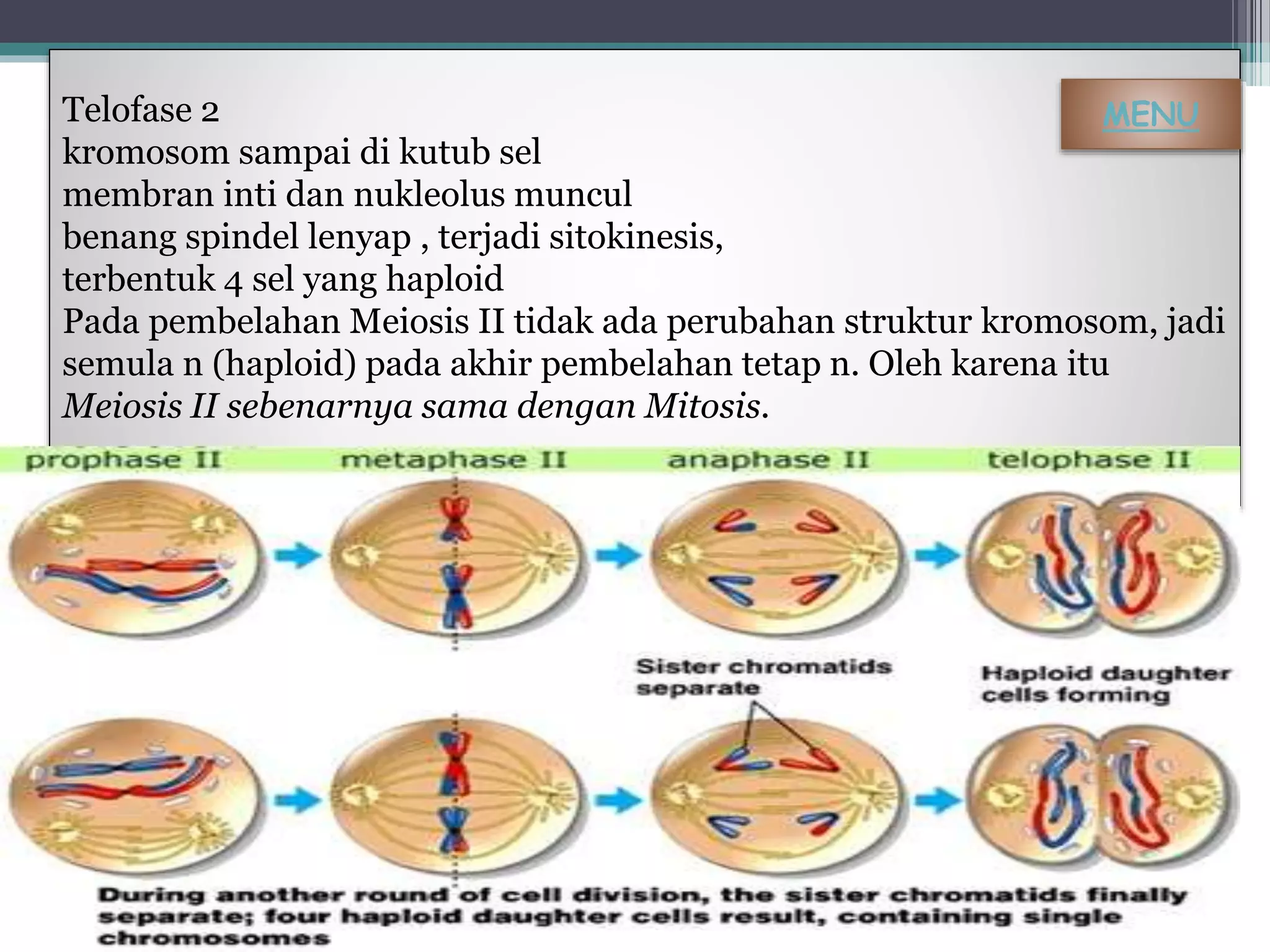 Ppt miosis mitosis | PPT