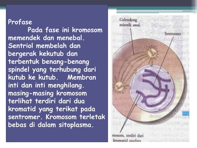 Ppt miosis mitosis | PPT