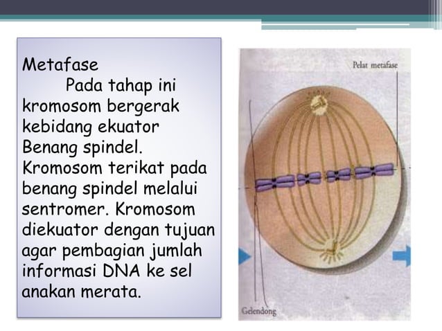 Ppt miosis mitosis | PPT