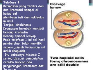 Ppt miosis mitosis | PPTX