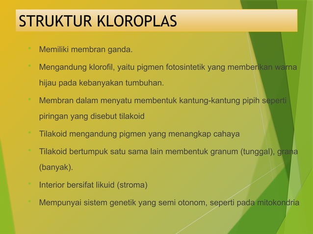 ppt mitokondria &kloroplas (fitri & diva) biologi sel fiks.pptx