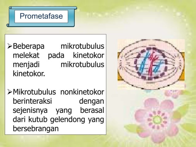 PPT mitosis.pptx
