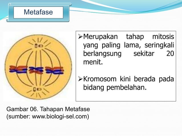 PPT mitosis.pptx