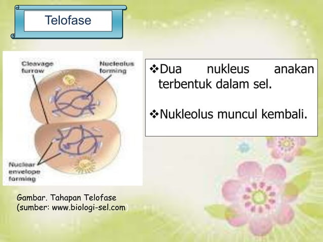 PPT mitosis.pptx