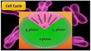 PPT MITOSIS in science 7 class how .pptx