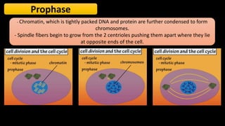 PPT MITOSIS in science 7 class how .pptx