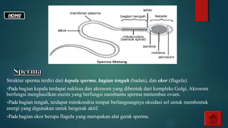 PPT MK ANATOMI SISTEM REPRODUKSI.pptx