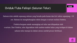 PPT MK ANATOMI SISTEM REPRODUKSI.pptx