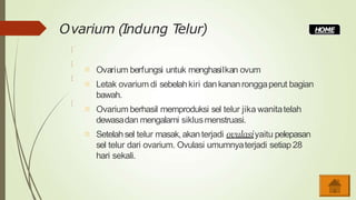 PPT MK ANATOMI SISTEM REPRODUKSI.pptx