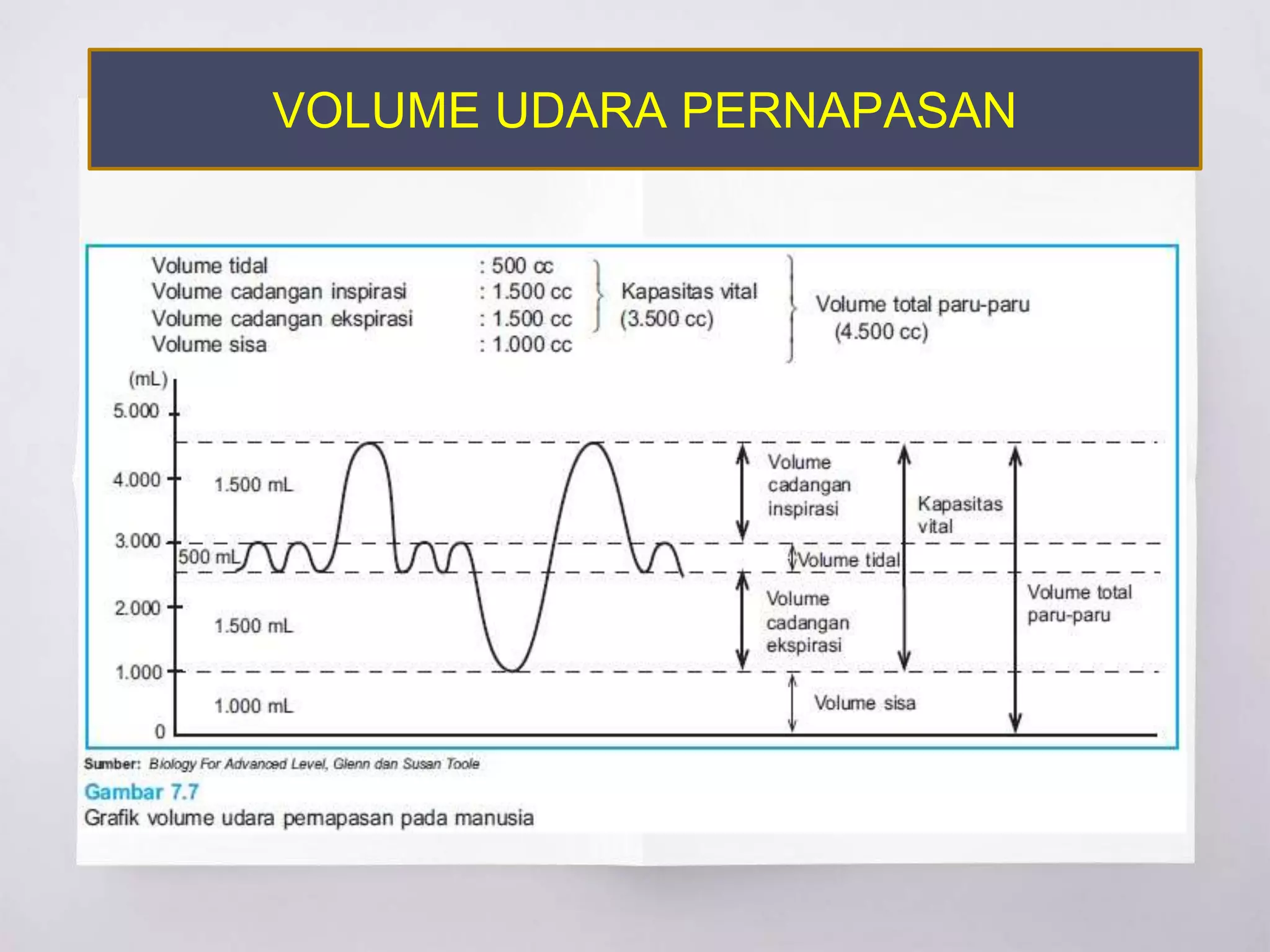PPT MK ANATOMI SISTEM RESPIRASI.ppt