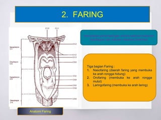 PPT MK ANATOMI SISTEM RESPIRASI.ppt