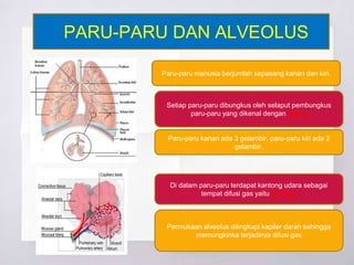 PPT MK ANATOMI SISTEM RESPIRASI.ppt