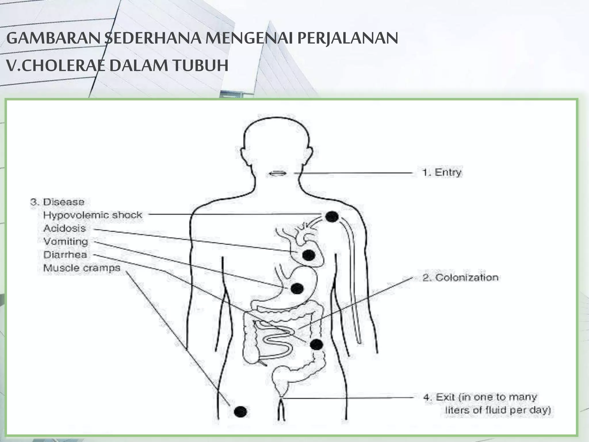 PPT MK PATOFISIOLOGI KOLERA.pptx