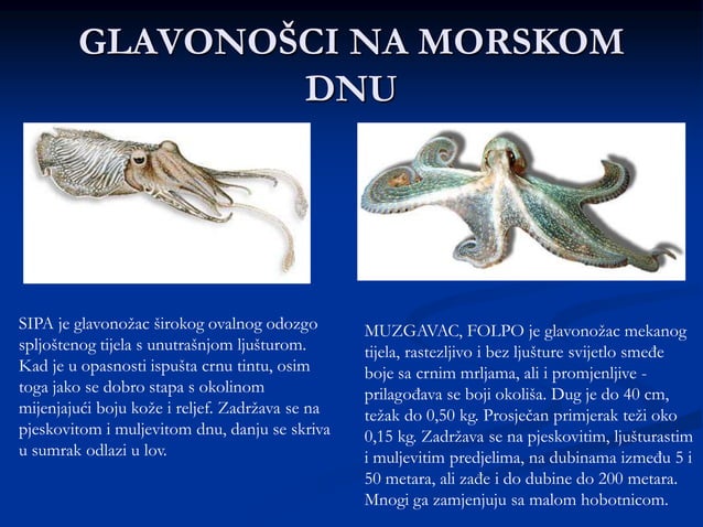 pptMmorskoDno4rBuba i ucenici.pssssssssspt | PPT