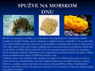 pptMmorskoDno4rBuba i ucenici.pssssssssspt | PPT