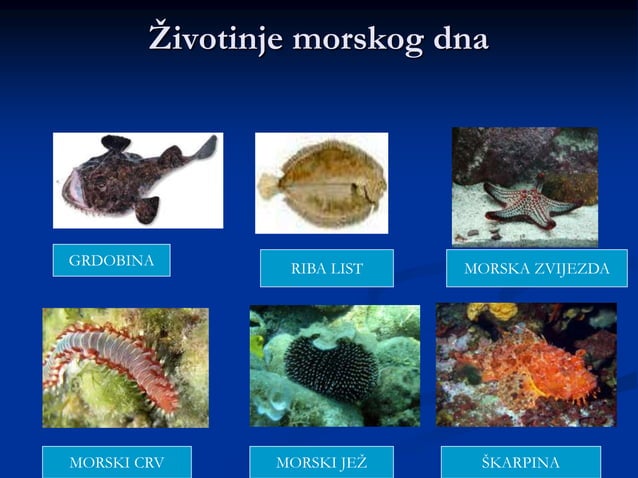 pptMmorskoDno4rBuba i ucenici.pssssssssspt | PPT