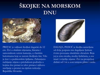 pptMmorskoDno4rBuba i ucenici.pssssssssspt | PPT