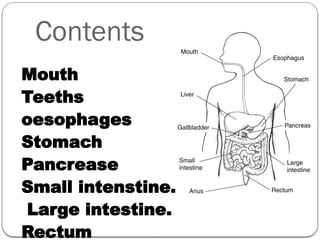 Digestive system power point presentation | PPT