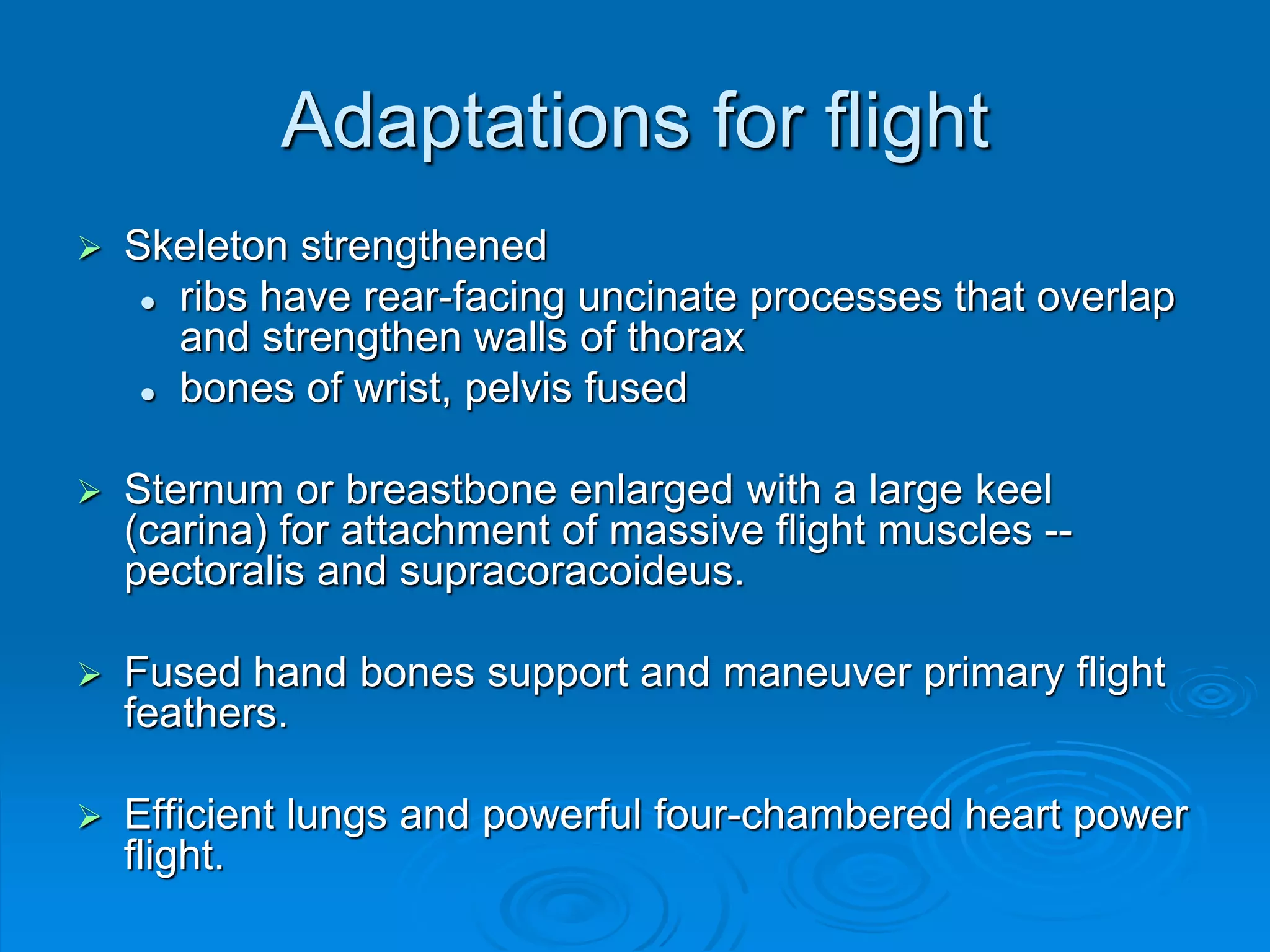 PPt Modern Birds Info 2.ppt