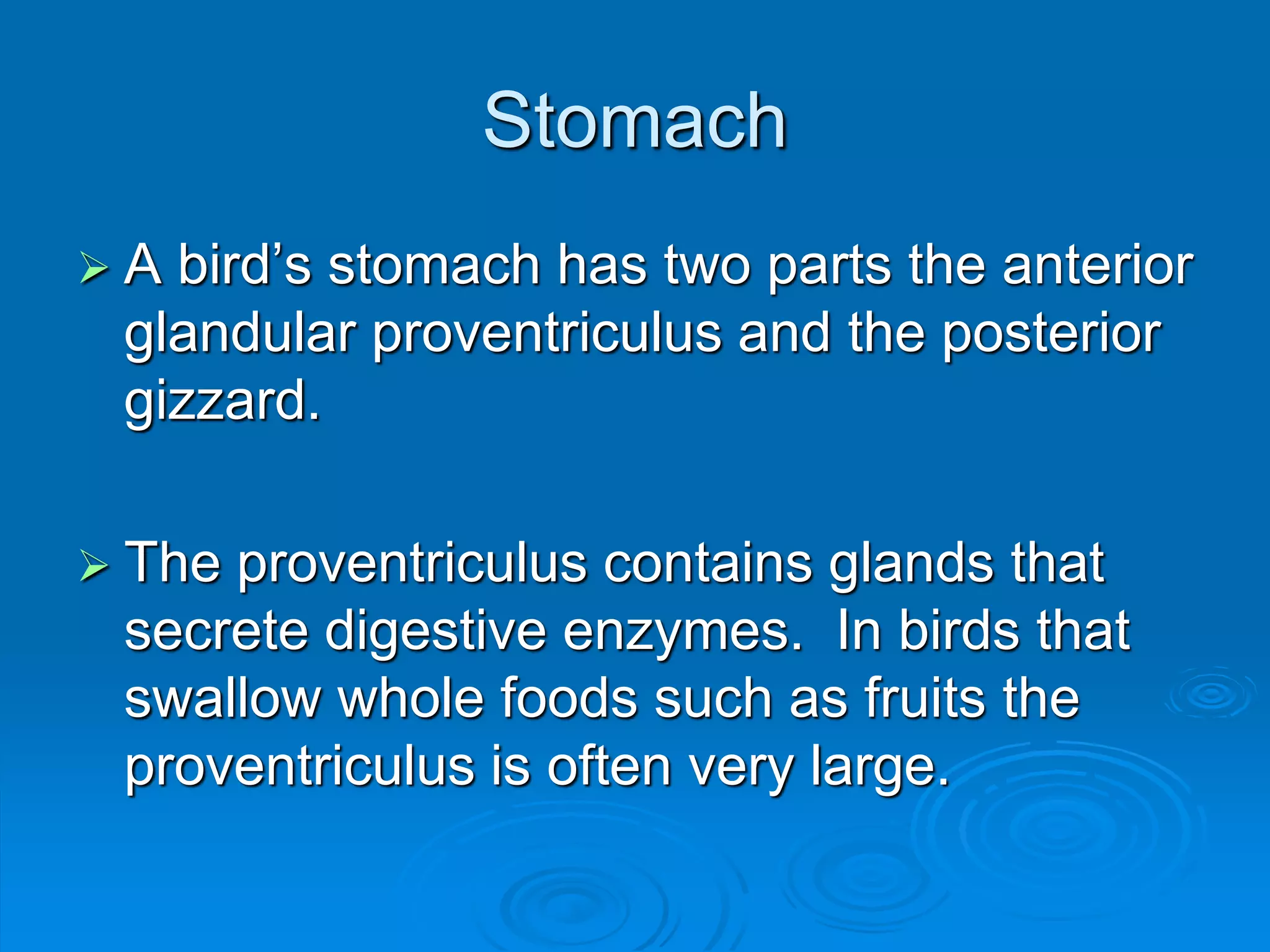 PPt Modern Birds Info 2.ppt