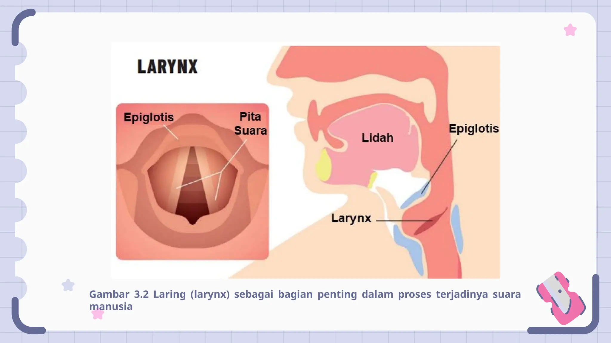 PPT Modul Ajar Mengenal Organ Penghasil Suara.pptx