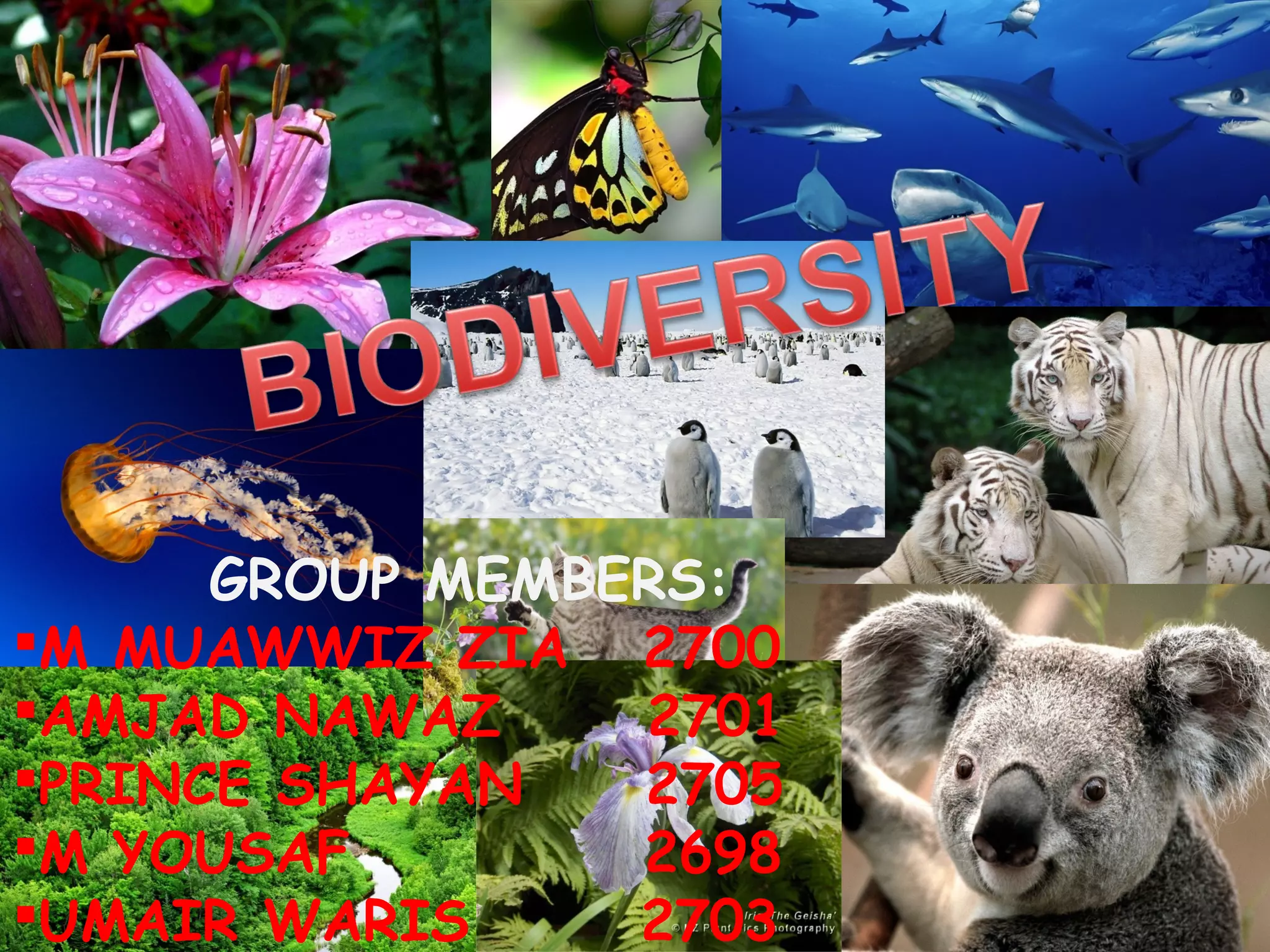 Biodiversity | PPT