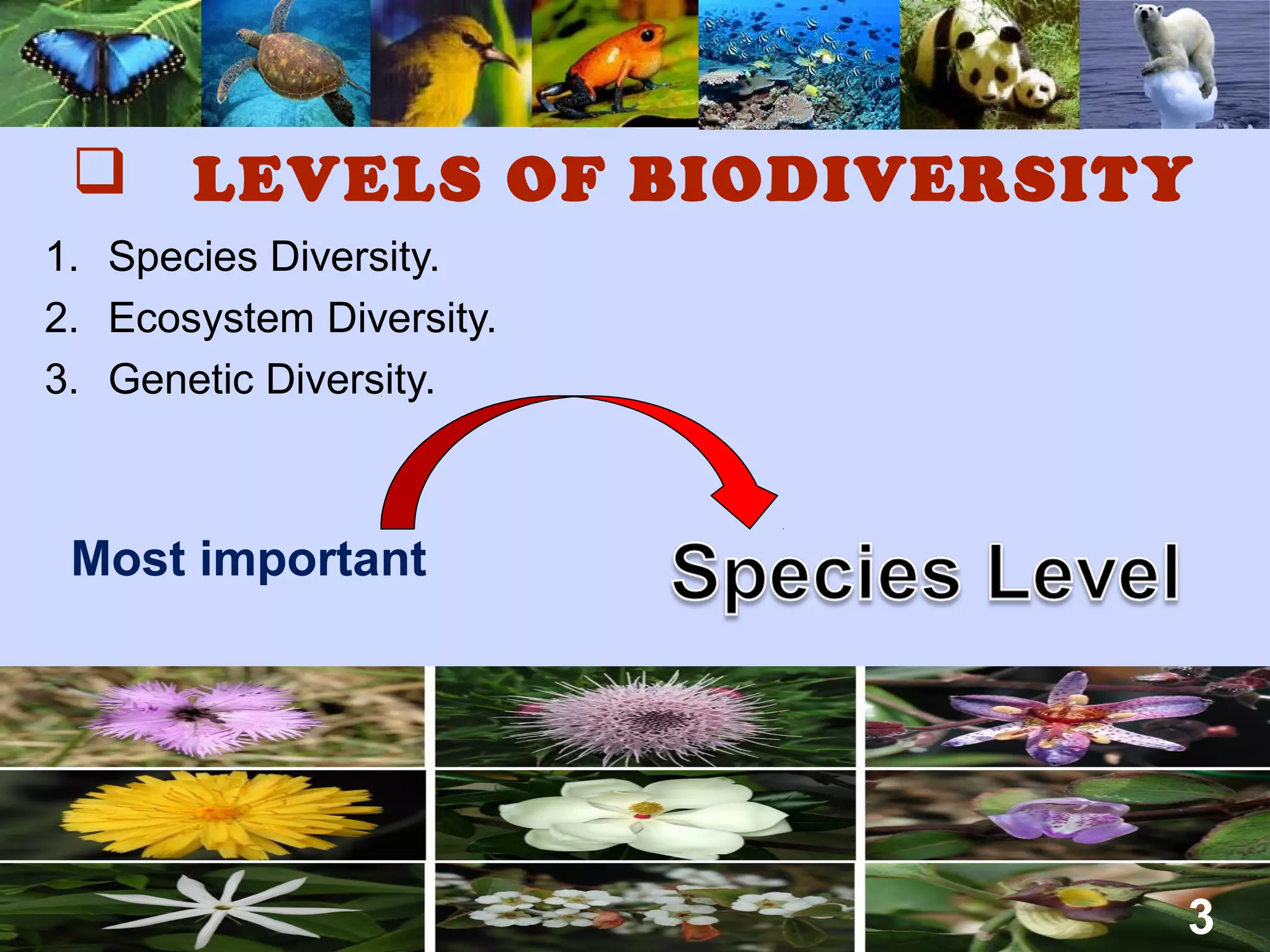 Biodiversity | PPT