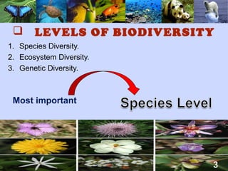 Biodiversity | PPT