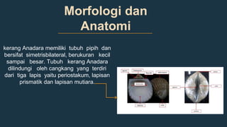ppt bio ekologi dari moluska kerang anadara | PPT